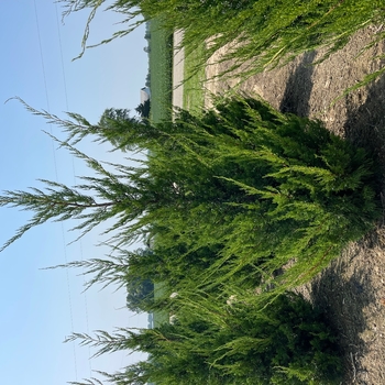 Juniperus chinensis var. sargentii 'Glauca' Blue Sargent Juniper ...