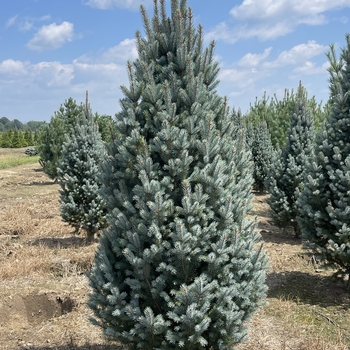 Picea omorika 'Silberblue' Serbian Spruce | Garden Center Marketing