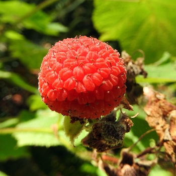 Rubus 'Multiple Varieties' Raspberry or Blackberry | Garden Center ...