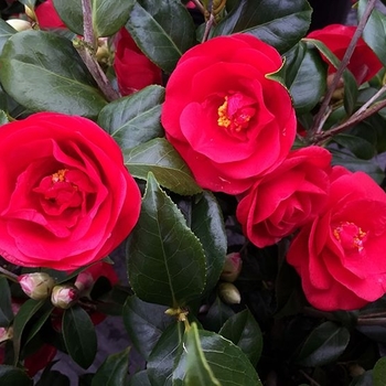 Camellia japonica 'Fifth Avenue' Camellia | Garden Center Marketing