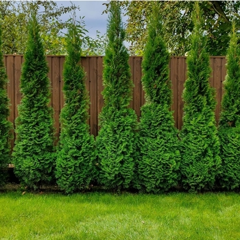Thuja occidentalis 'Emerald Petite' Thusid4 Arborvitae | Garden Center ...