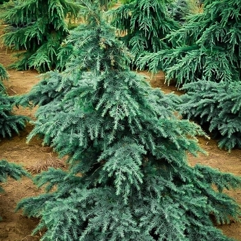 Cedrus deodara 'Miles High' Deodor Cedar | Garden Center Marketing