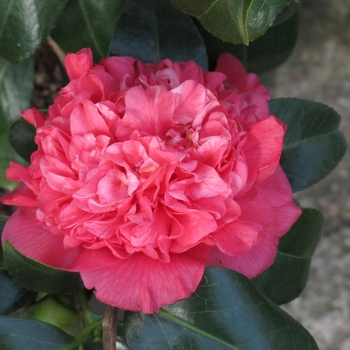 Camellia japonica Ice Angels® 'Spring's Promise' Camellia | Garden ...