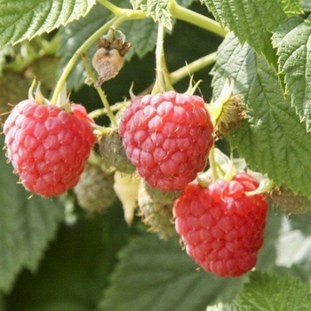 Rubus idaeus 'Indian Summer' Raspberry | Garden Center Marketing