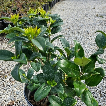 Ligustrum 'Suwannee River' Privet | Garden Center Marketing