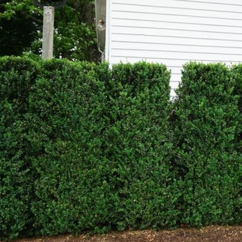 Buxus sempervirens 'Calgary' Boxwood | Garden Center Marketing