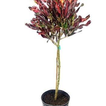 Codiaeum variegatum 'Congo' Croton | Garden Center Marketing