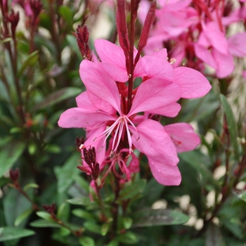 Gaura lindheimeri 'White Fountain' Walgauws Gaura | Garden Center Marketing