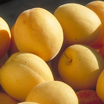 Prunus laurocerasus 'Greenfinity' Jong2 English Laurel | Garden Center ...