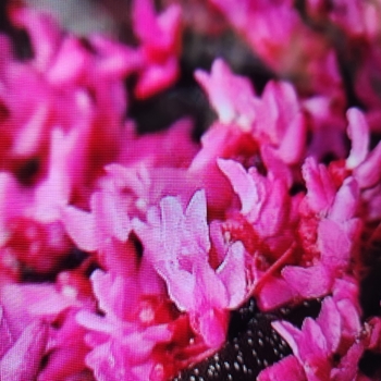 Cercis canadensis 'Sparkling Wine™' Redbud | Garden Center Marketing