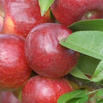 Malus 'April Showers™' Uebo Weeping Crabapple | Garden Center Marketing