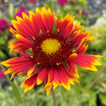 Gaillardia x grandiflora 'Baby Cole' Blanket flower | Garden Center ...