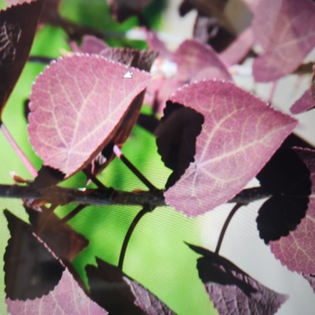 Cercidiphyllum japonicum 'Hanna's Heart®' Biringer Katsura Tree ...
