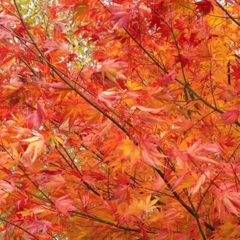 Acer palmatum 'Ukon' Japanese Maple | Garden Center Marketing