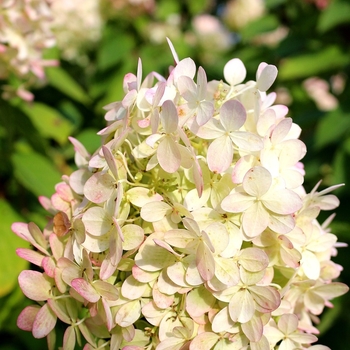 Hydrangea paniculata Magical® 'Flame' Hydrangea | Garden Center Marketing