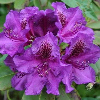 Rhododendron Robin Hill Hybrid 'Gwenda' Azalea | Garden Center Marketing