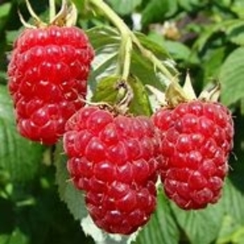 Rubus idaeus 'Indian Summer' Raspberry | Garden Center Marketing