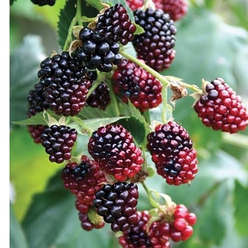 Rubus idaeus 'Indian Summer' Raspberry | Garden Center Marketing