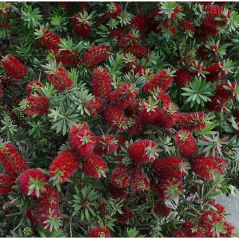 Callistemon acuminatus Bottlebrush | Garden Center Marketing