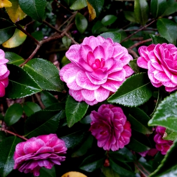 Camellia japonica 'Carrie Lou' Camellia | Garden Center Marketing
