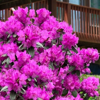 Rhododendron Satsuki hybrid 'Tama No Hada' Azalea | Garden Center Marketing