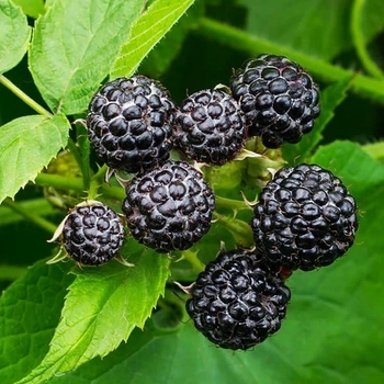 Rubus idaeus 'Indian Summer' Raspberry | Garden Center Marketing