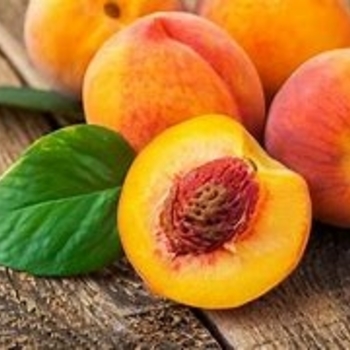 Prunus domestica 'Vision' Plum | Garden Center Marketing