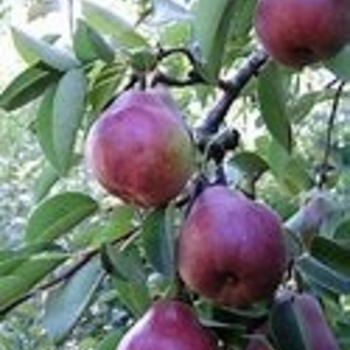 Pyrus 'Multiple Varieties' Pear | Garden Center Marketing