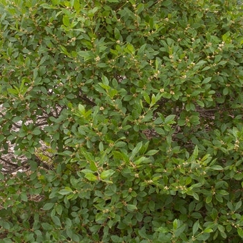 Ilex vomitoria 'Skyline™' WAHP-SL Holly | Garden Center Marketing