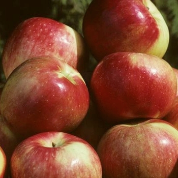 Malus 'Firestorm™' Apple | Garden Center Marketing