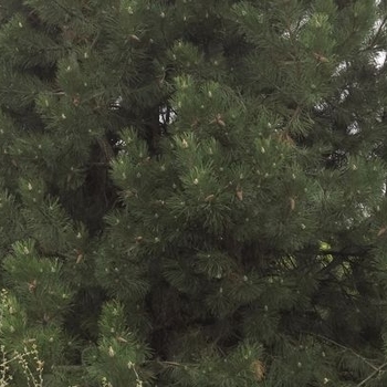 Pinus nigra 'Oregon Green' Austrian pine | Garden Center Marketing