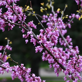 Cercis canadensis 'Sparkling Wine™' Redbud | Garden Center Marketing