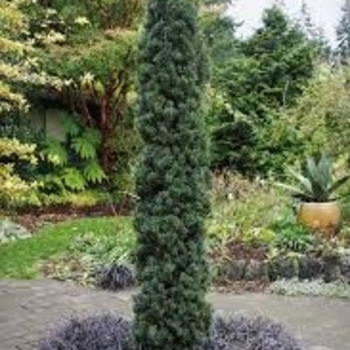 Taxus baccata 'David' English Yew | Garden Center Marketing