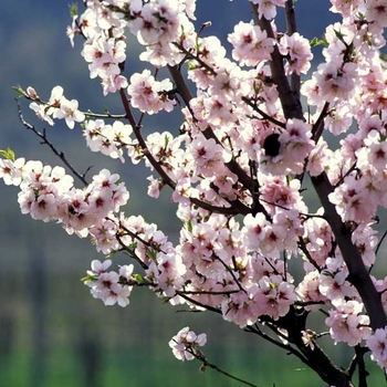 Prunus 'Pembina' Plum | Garden Center Marketing