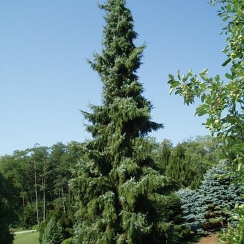 Picea omorika 'Pendula Bruns' Weeping Serbian Spruce | Garden Center ...