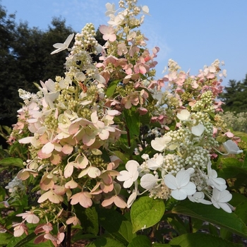 Hydrangea paniculata 'Torch™' Hydrangea | Garden Center Marketing
