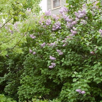 Syringa pekinensis 'Great Wall™' WFH2 Pekin Lilac | Garden Center Marketing