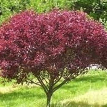 Prunus 'First Lady' Flowering Cherry | Garden Center Marketing