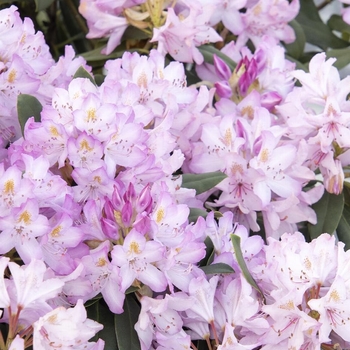 Rhododendron maximum 'Compacta' Rhododendron | Garden Center Marketing