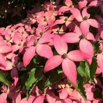 Cornus officinalis 'Kintoki' Japanese Cornel Dogwood | Garden Center ...
