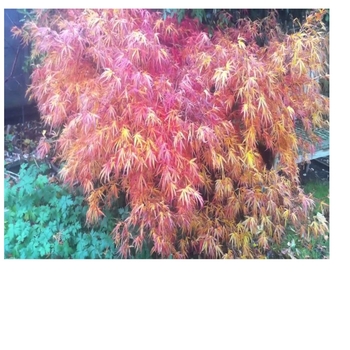 Acer palmatum 'Red Spider' Japanese Maple | Garden Center Marketing