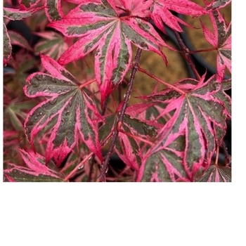 Acer palmatum 'Elizabeth' Japanese Maple | Garden Center Marketing