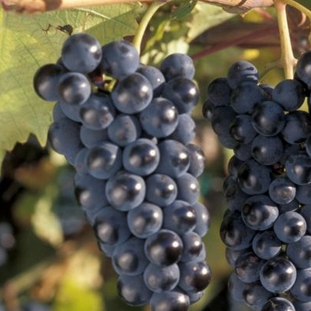 Vitis Zestful™ 'Waterfall' IFG Twenty-eight Grape | Garden Center Marketing