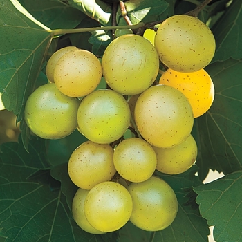 Vitis Zestful™ 'Waterfall' IFG Twenty-eight Grape | Garden Center Marketing