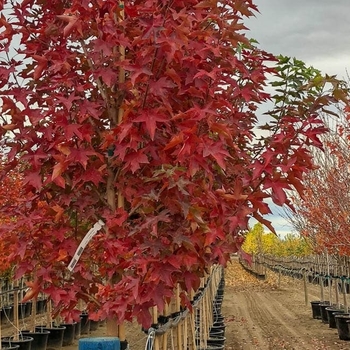 Acer platanoides 'Columnare' Norway Maple | Garden Center Marketing