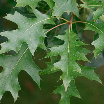 Quercus bicolor 'American Dream®' JFS-KW12 Oak | Garden Center Marketing