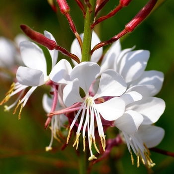 Gaura lindheimeri 'Bantam White' Whirling Butterflies | Garden Center ...