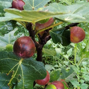 Ficus carica 'Desert King' Fig | Garden Center Marketing