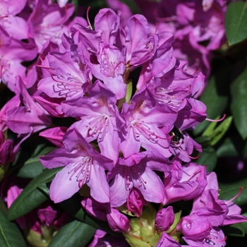 Rhododendron 'White Lace' Azalea | Garden Center Marketing