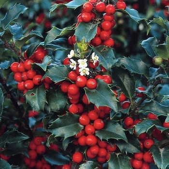 Ilex 'Centennial Dragon' Holly | Garden Center Marketing